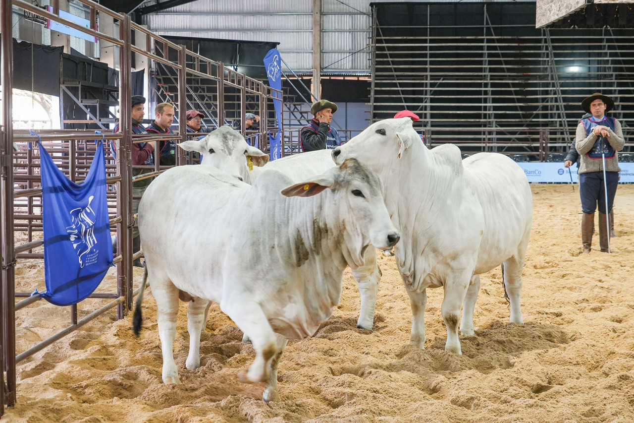 Arrancaron Las Nacionales 2026: la mejor genética Brahman brilló en ...